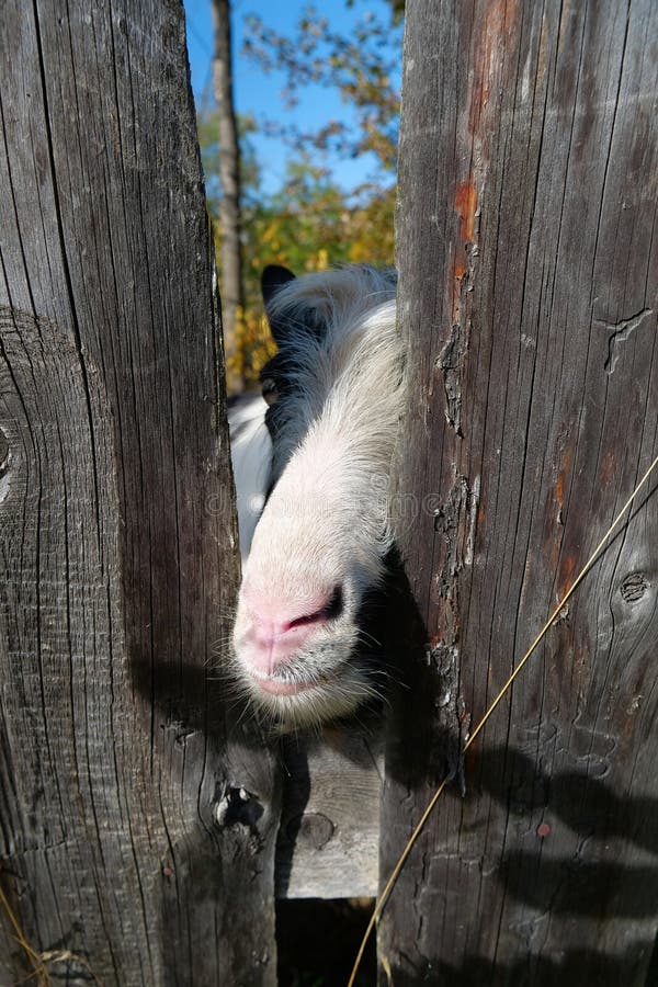 Goat Behind the Wooden Fence Stock Image - Image of pasture, graze ...