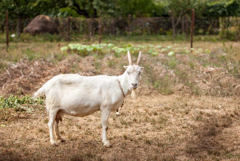 Goat stock image. Image of grass, spring, milk, pasture - 43674949