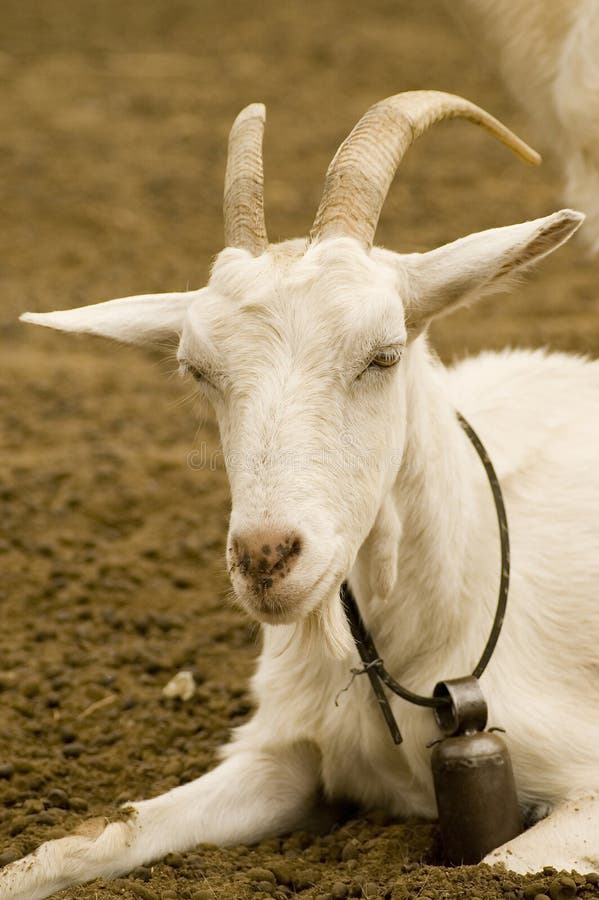 Goat the Dubai Desert stock photo. Image of dubai, landscape - 10384380