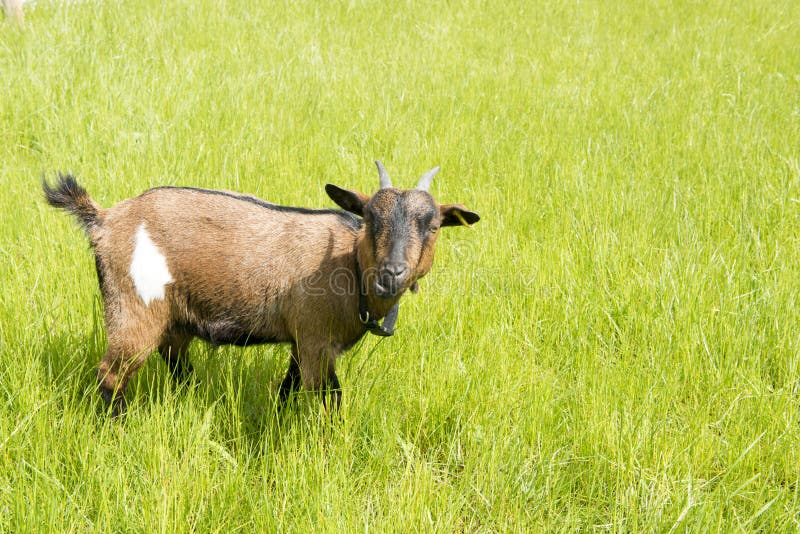 Goat with a bell stock image. Image of farm, agriculture - 22676493