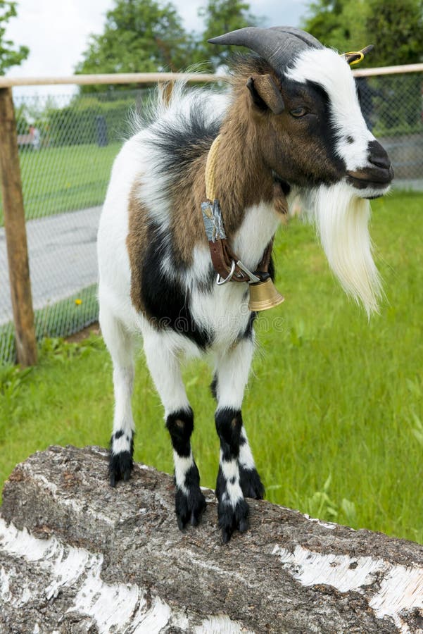 Goat with Bell on Rock, Milk Dripping Out of Udder Stock Image - Image ...