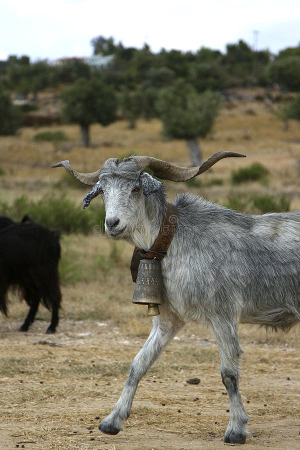 Goat with a bell stock image. Image of domestic, animal - 74514811