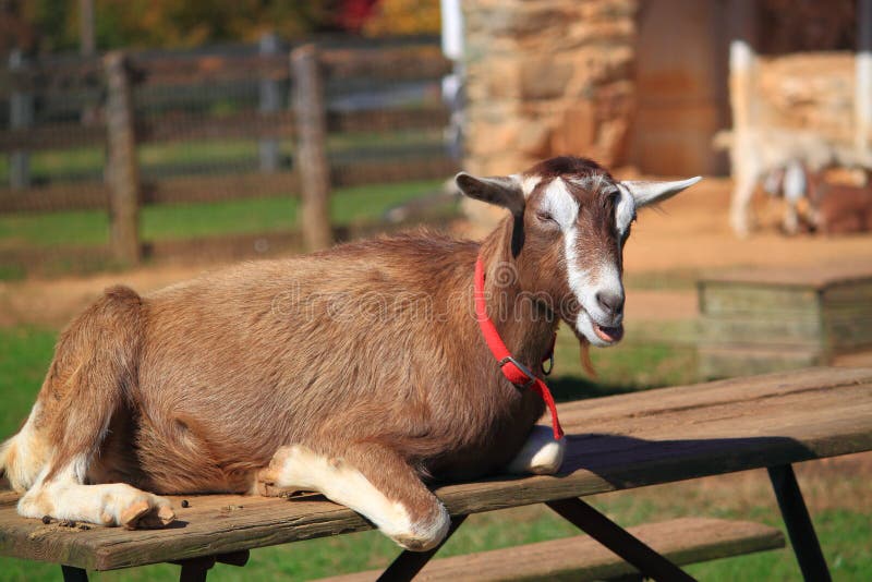 Female goat in the farm stock photo. Image of poultry - 24978968