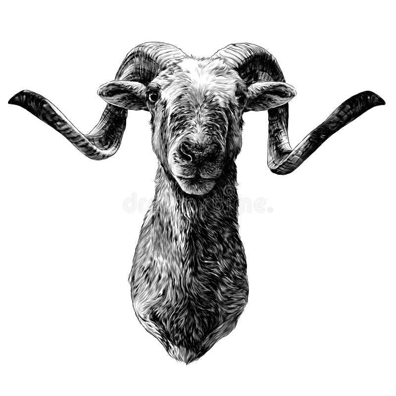 Symmetrical Goat Stock Illustrations – 18 Symmetrical Goat Stock ...