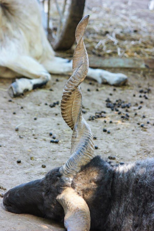 Goat in the farm stock photo. Image of head, goose, horn - 191326080