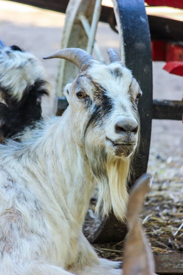 Goat in the farm stock image. Image of agriculture, green - 191326083