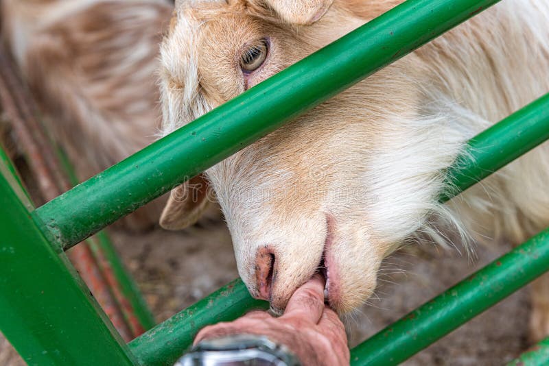 The goat bit the man stock image. Image of farm, garment - 182502103