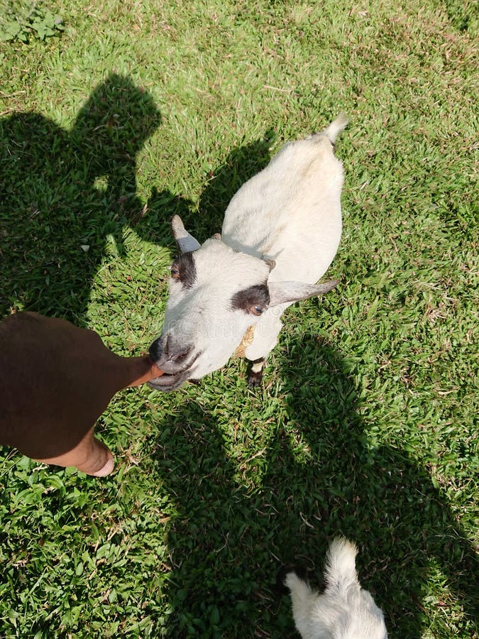 Thinking goat asking you stock image. Image of furry - 59067863