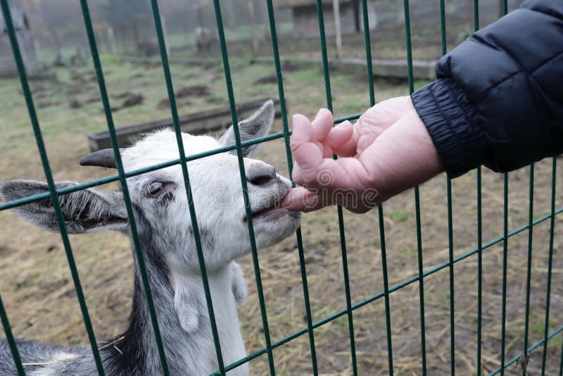 Goat Biting Finger of Tourist Stock Image - Image of bite, livestock ...