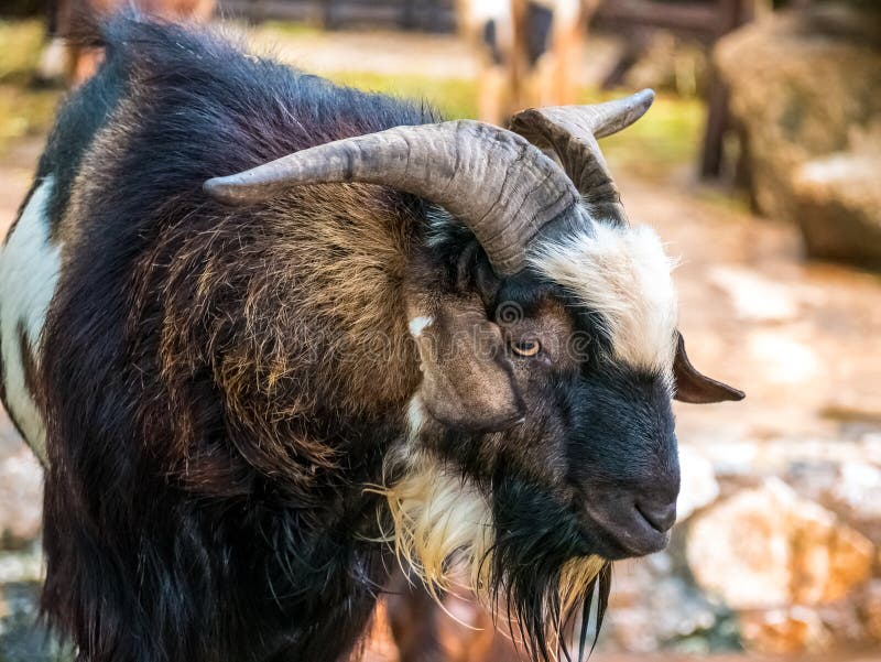 Goat Black Leader in a Herd Close Up Eye and Horn. Stock Photo - Image ...