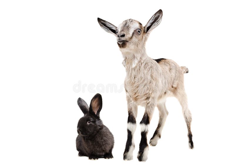 Goat and Black Rabbit Together Stock Image - Image of goat, full: 98014509