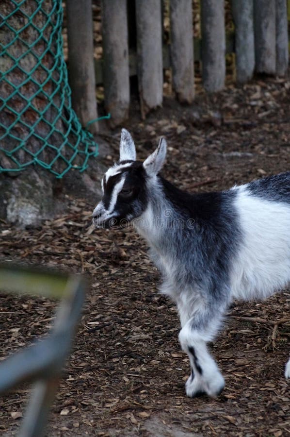 Goat Claw Stock Photos - Free & Royalty-Free Stock Photos from Dreamstime