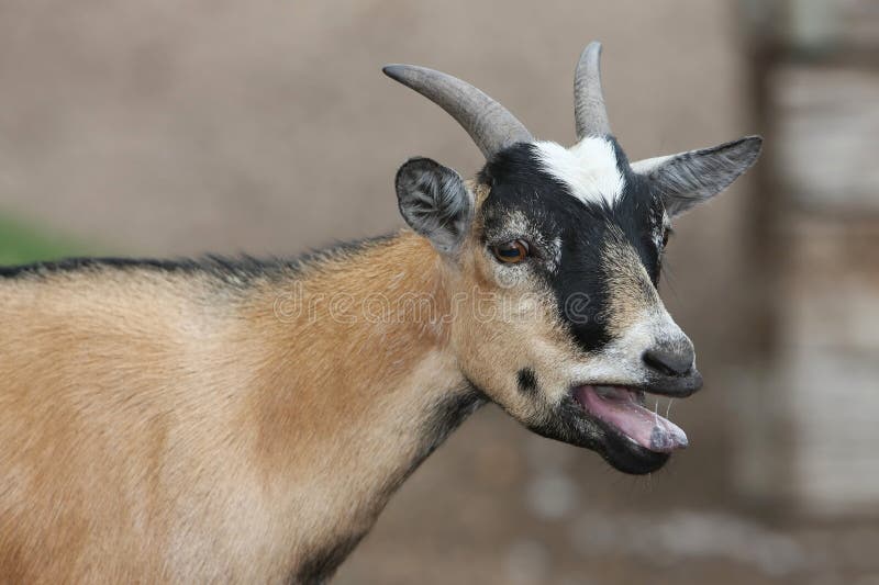 Goat Bleating stock photo. Image of goat, looking, pink - 7497232