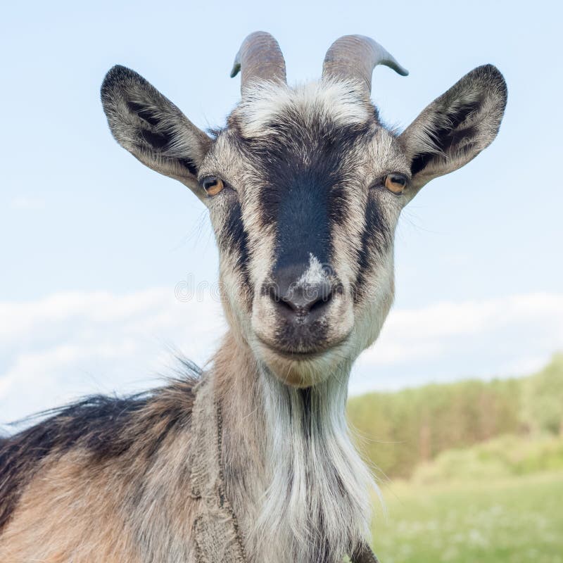Goat stock image. Image of horn, white, portrait, cute - 65945753
