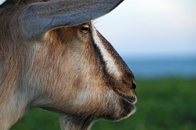 Goat Seems Stock Photos - Free & Royalty-Free Stock Photos from Dreamstime