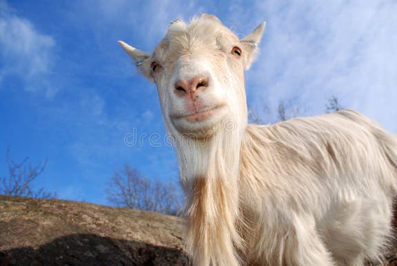 Goat boss stock photo. Image of close, animal, beard, curious - 8527608