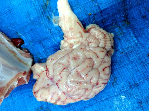 Goat brain stock image. Image of human, goat, adha, shaped - 266581661