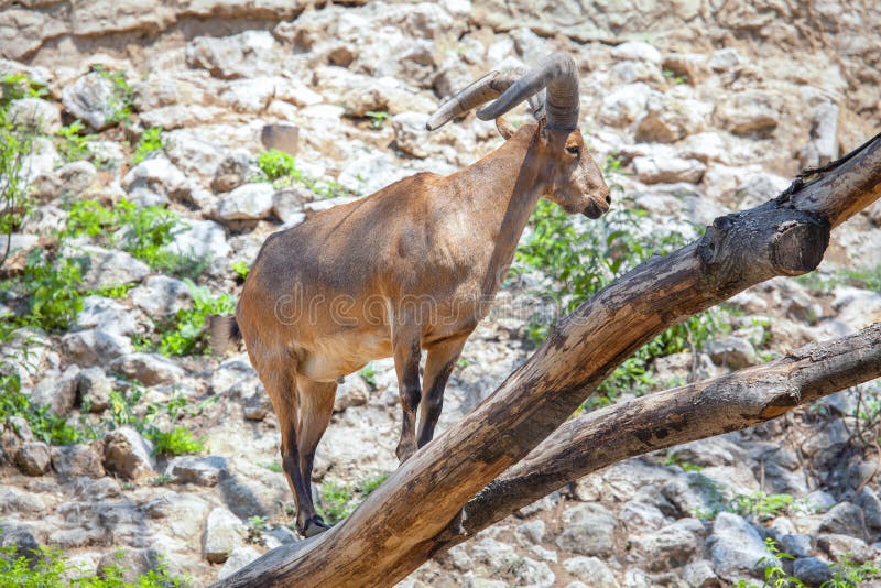 Goat on the branch stock image. Image of outdoor, cute - 121945483