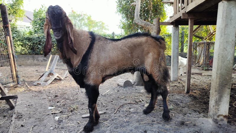 Jamnapari Goat Stock Photos - Free & Royalty-Free Stock Photos from ...