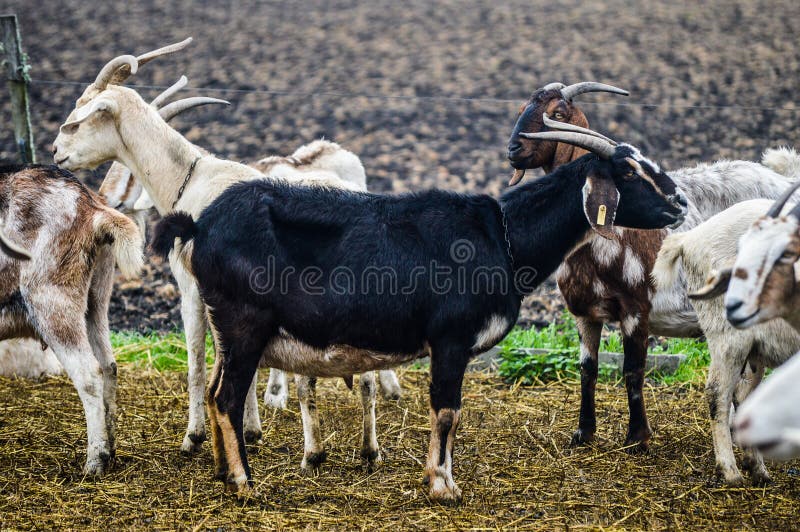 Goat breeding stock photo. Image of field, goat, animal - 81400500