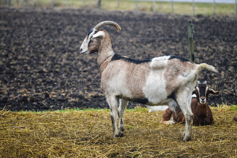 Goat breeding stock photo. Image of flock, herd, farm - 81404960
