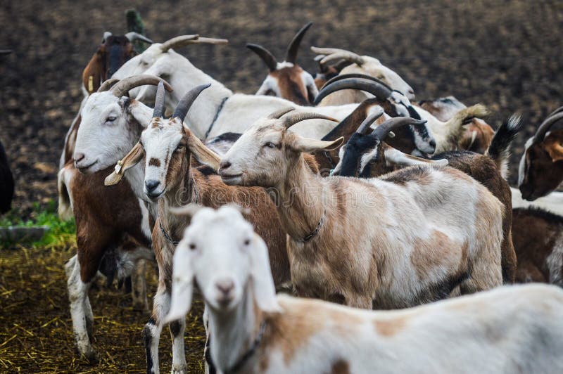 Goat breeding stock image. Image of uruguay, animal, agropecuaiexcl ...