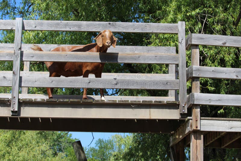 Goat on bridge stock image. Image of crosses, mammal - 56815831