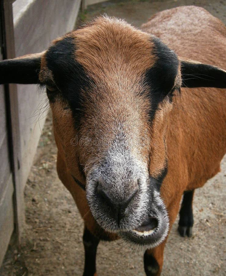 Goat Animal Chewing Stock Images - Download 365 Royalty Free Photos
