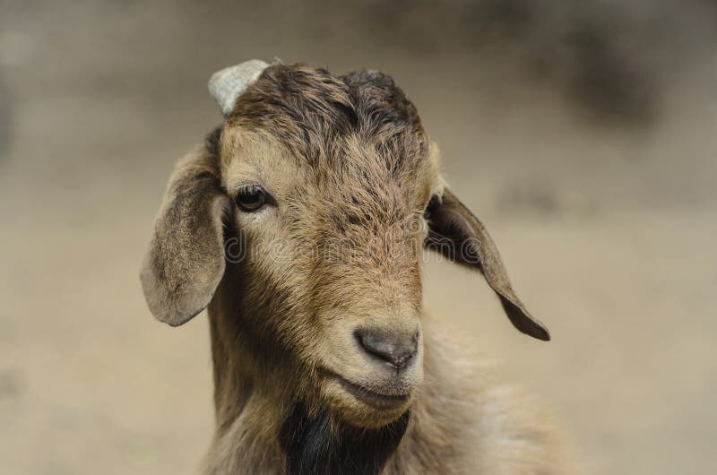406 Sad Goat Stock Photos - Free & Royalty-Free Stock Photos from ...