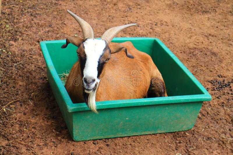 Goat stock photo. Image of brown, grass, thailand, livestock - 57142146