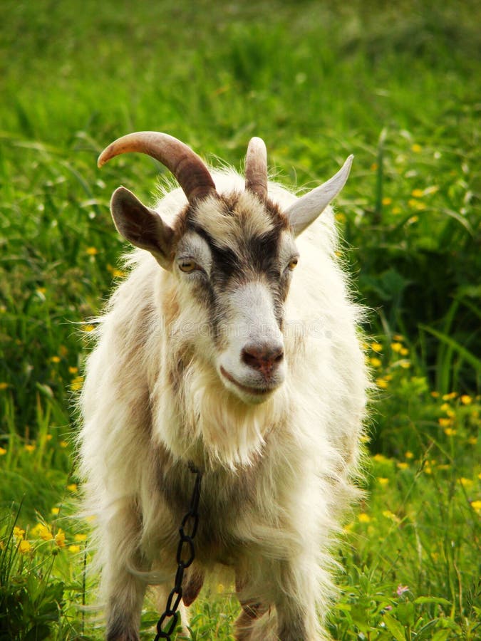 Goat browse in the field stock photo. Image of mammal - 105994546