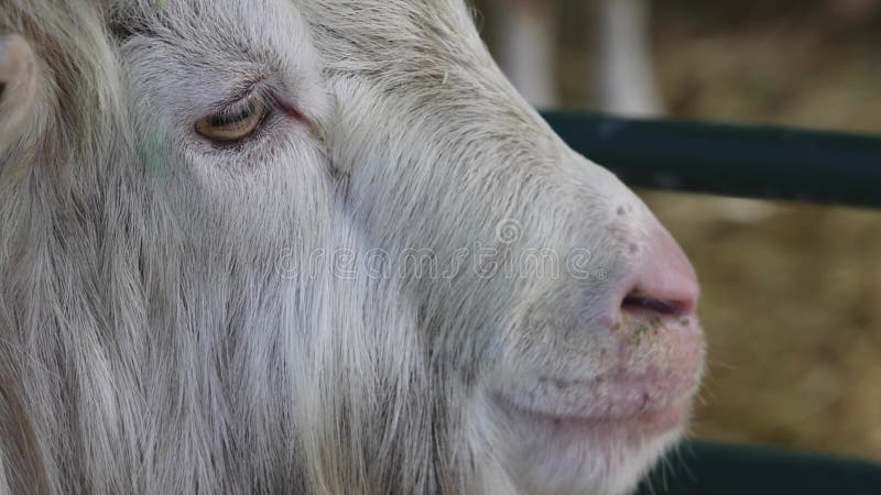 Goat buck head stock footage. Video of europe, buck - 279446412