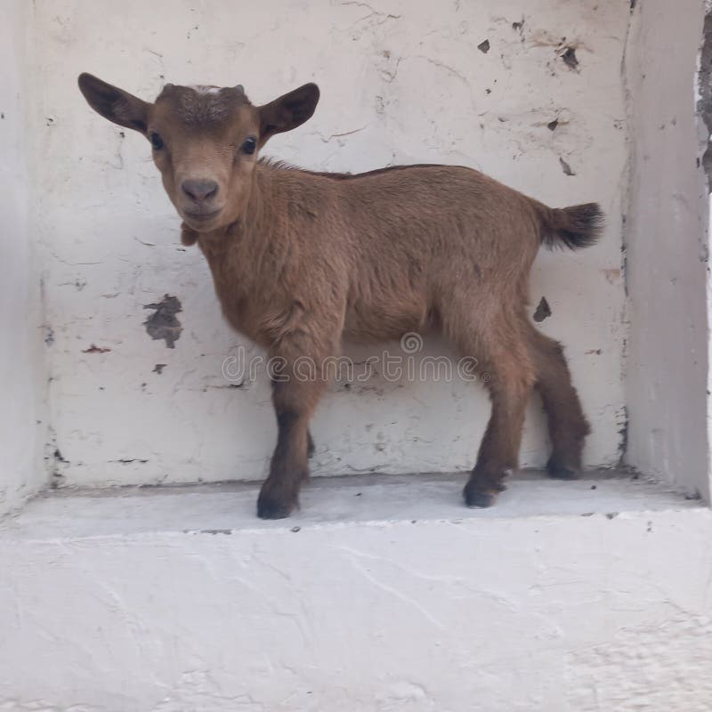 Goat Buckling Buck stock image. Image of buck, goat - 339025117