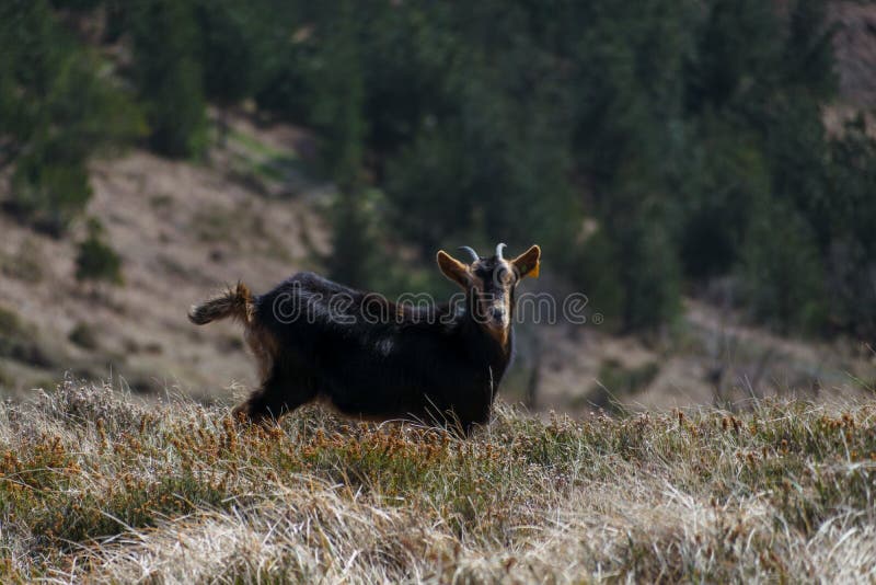 Goat in the bush stock photo. Image of cheese, wildlife - 235232006