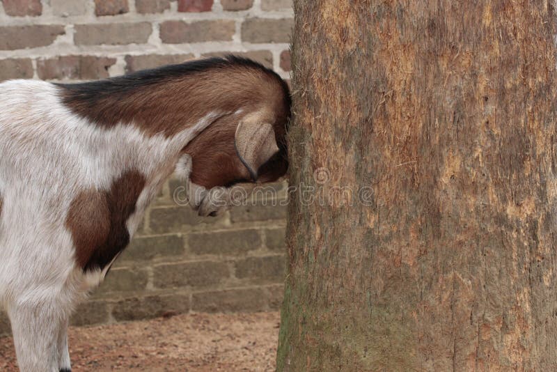 158 Butting Goat Stock Photos - Free & Royalty-Free Stock Photos from ...