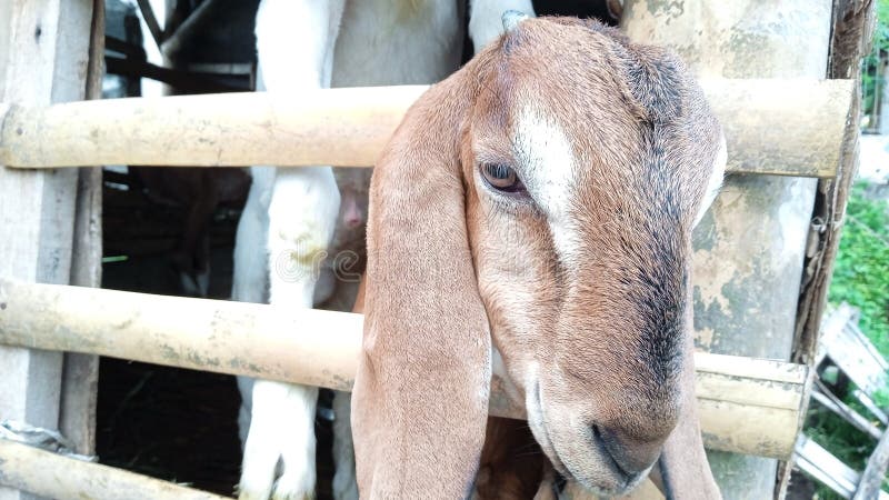 Goat in the Cage. Brown Goat Stock Photo - Image of horn, stallion ...