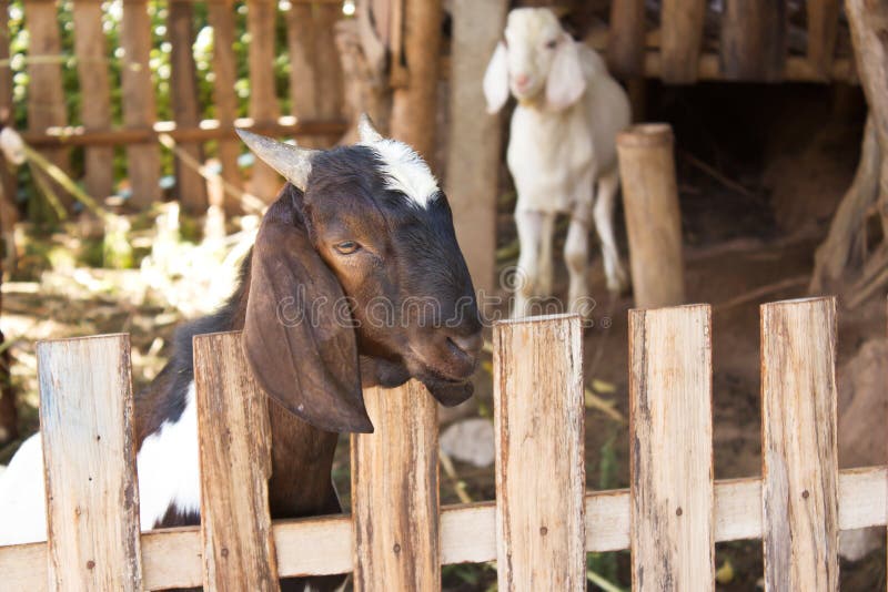 Goat Cage Using Wood and Bamboo Stock Image - Image of houses, wood ...