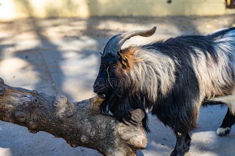 Goat Capra Aegagrus Hircus in Zoo Barcelona Editorial Image - Image of ...