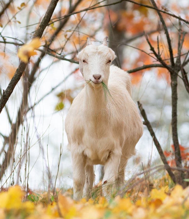 Goat, Capra Hircus. an Animal Eating Grass, Looking into the Lens Stock ...