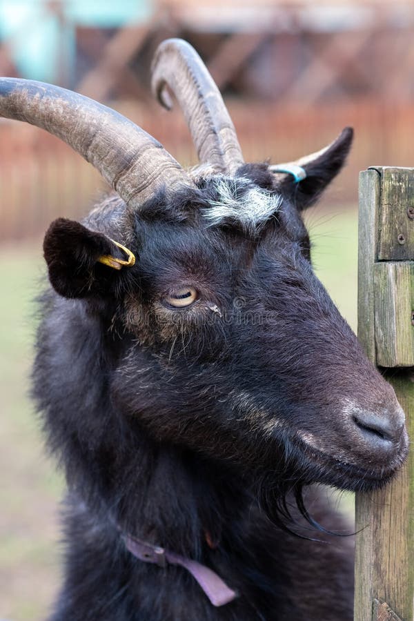 Goat (capra hircus stock photo. Image of natural, ruminant - 312141498