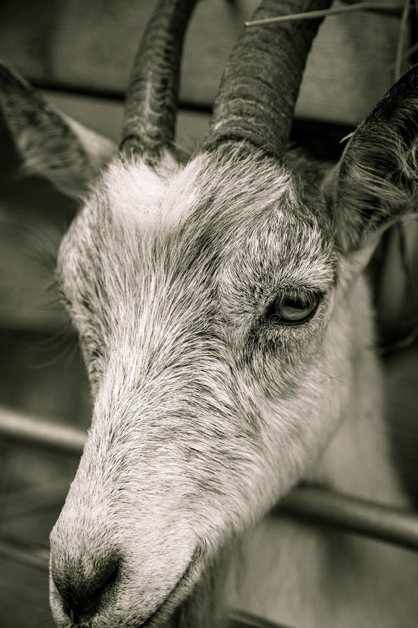 Goat behind bars stock image. Image of bars, livestock - 181248619