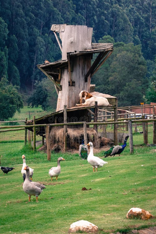 Goat Castle stock image. Image of goat, platform, tower - 35072043