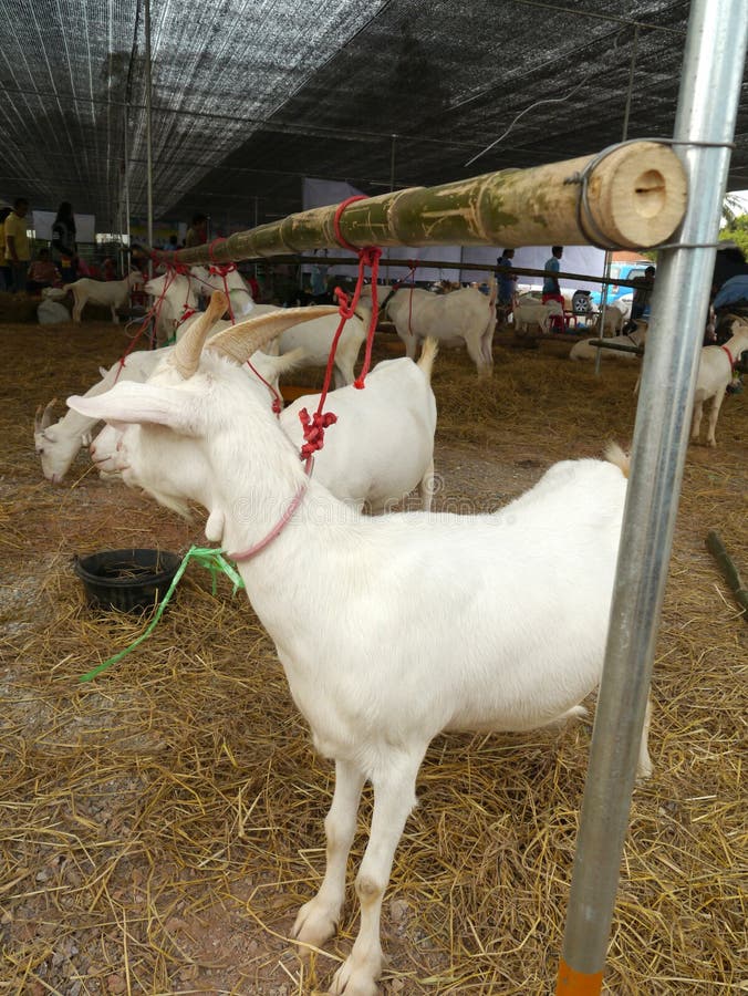 Goat Food Chain Stock Photos - Free & Royalty-Free Stock Photos from ...