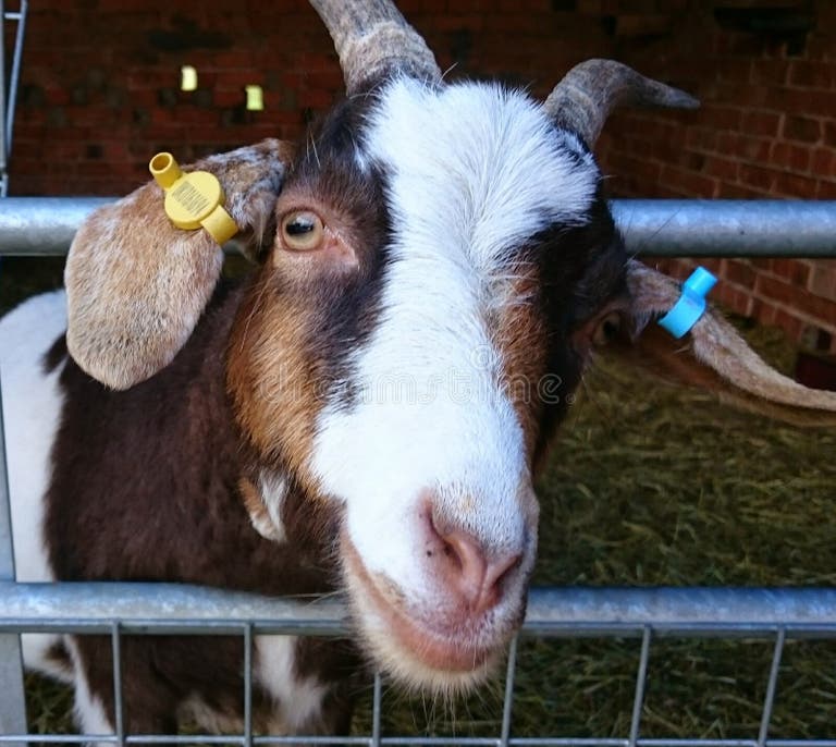 Goat stock photo. Image of farm, farmyard, goat, cheeky - 53978224