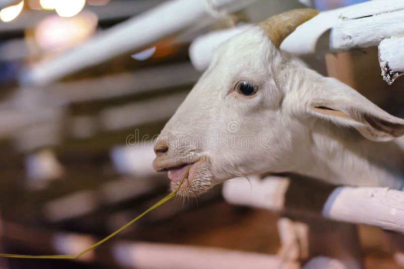 Goat is chewing hay stock image. Image of holder, buck - 47834247