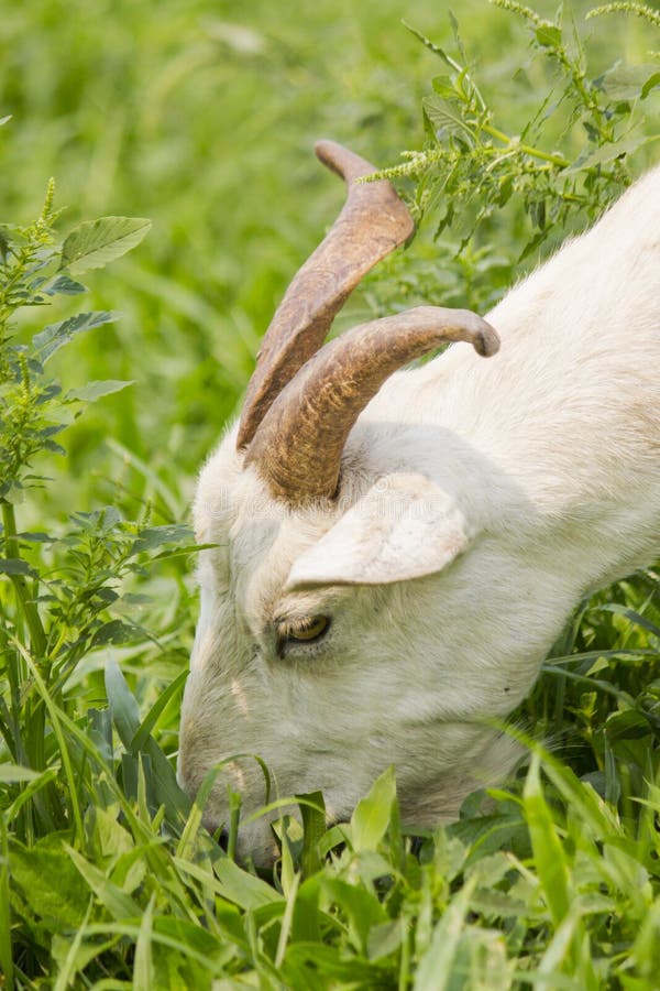 The Goat stock image. Image of green, hairy, nose, farming - 30194305