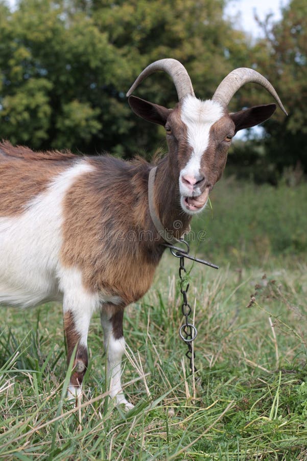 Goat stock image. Image of wool, muzzle, greens, grazed - 33438601