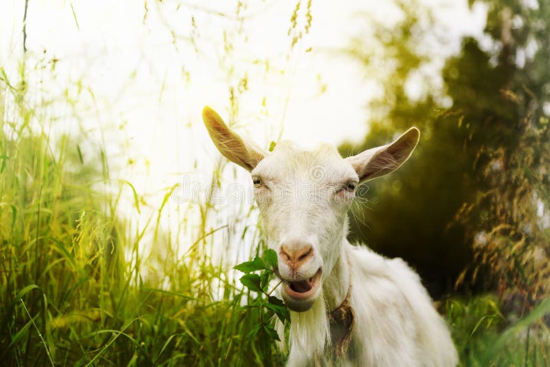 1,201 Goat Chewing Stock Photos - Free & Royalty-Free Stock Photos from ...