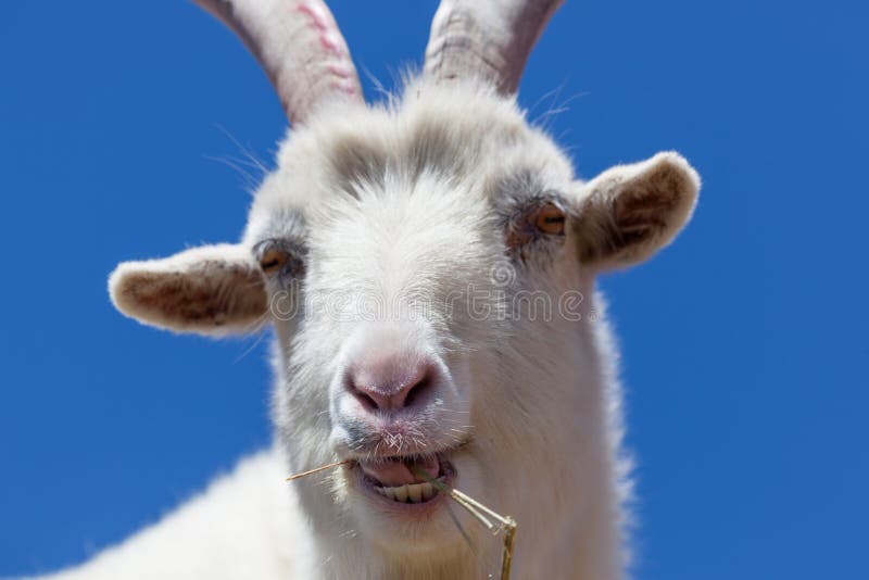 White Goat at a Petting Zoo Stock Photo - Image of rapid, outside ...