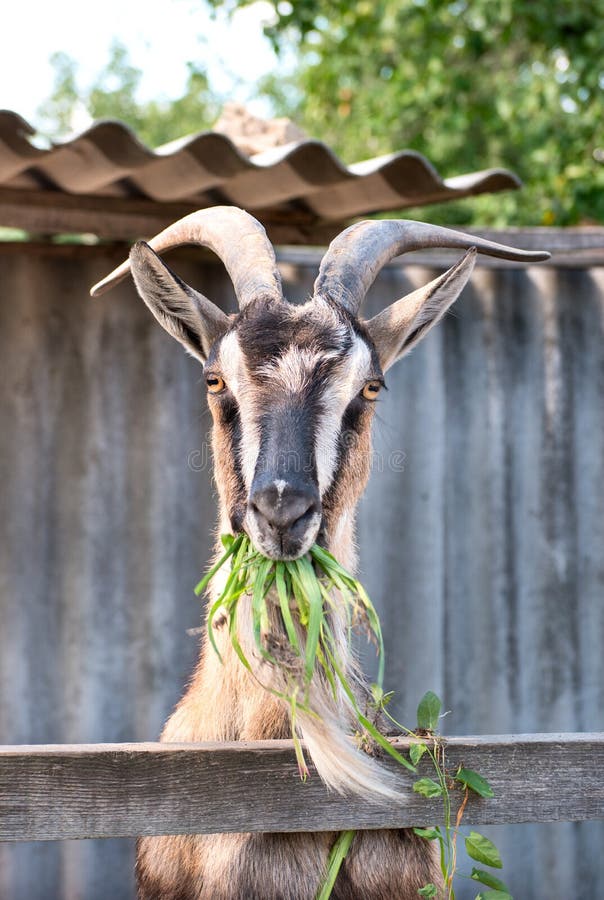 Goat chews grass stock photo. Image of pasture, goatee - 108114232